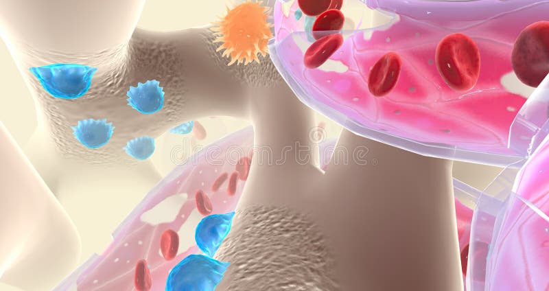 Specialized Cells Called Osteoblasts Deposit Bone Tissue Stock ...
