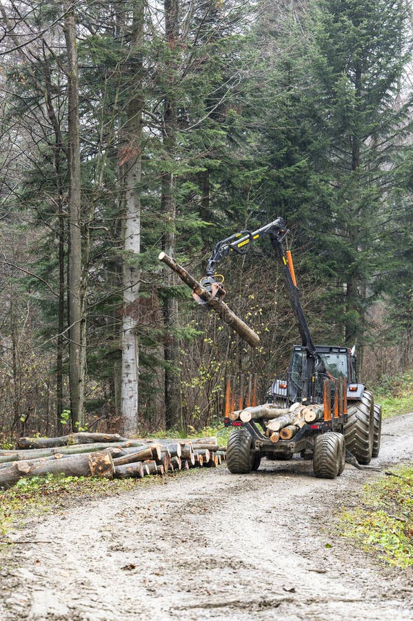 A Specialized Forest Tractor Working with Logging in the Rain in the ...