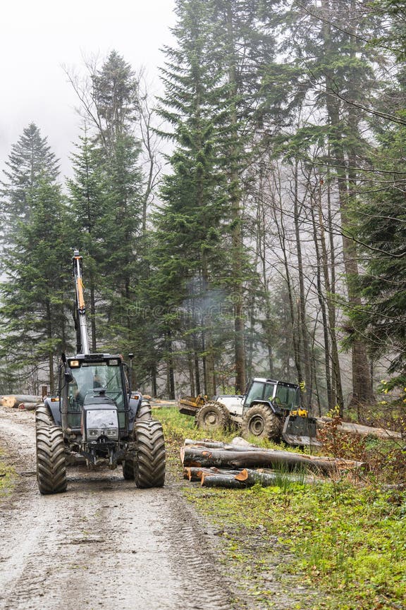 A Specialized Forest Tractor Working with Logging in the Rain in the ...