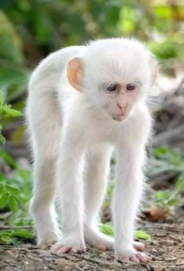 A specialized monkey cub stock photo. Image of black - 249625900