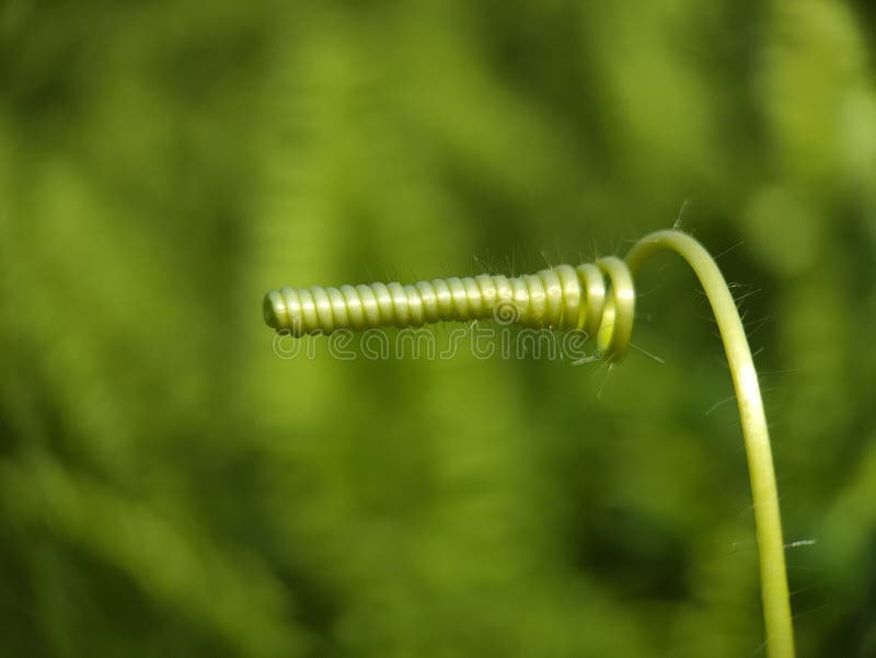Curled Tendril in Botany with Green Background Stock Photo - Image of ...