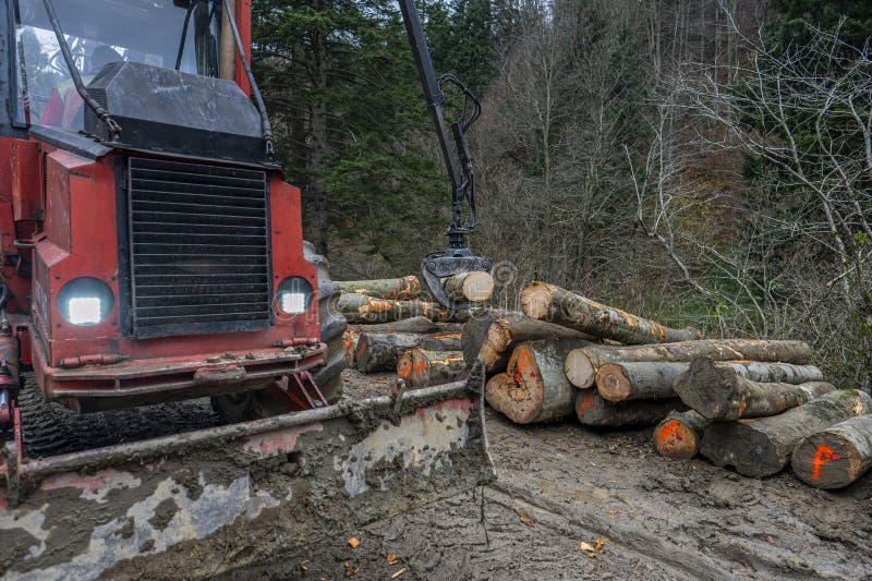Specialized Tractor Forwarder Folding Wood in the Forest. the ...