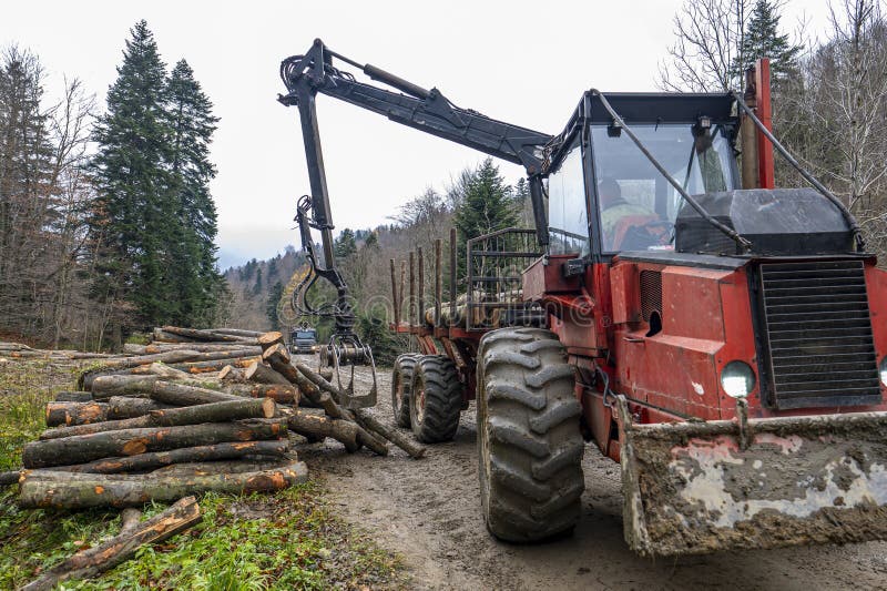 Specialized Tractor Forwarder Folding Wood in the Forest. the ...
