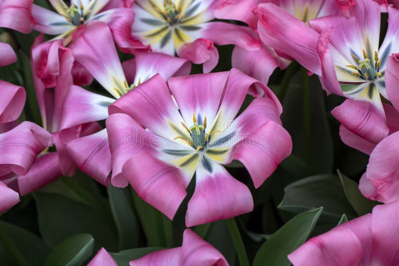 Species Botanical Tulips Blooming in a Garden. Stock Image - Image of ...
