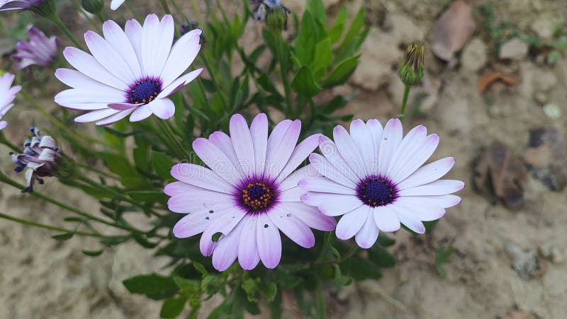 Species of Daisies for Your Flower Garden Stock Photo - Image of season ...