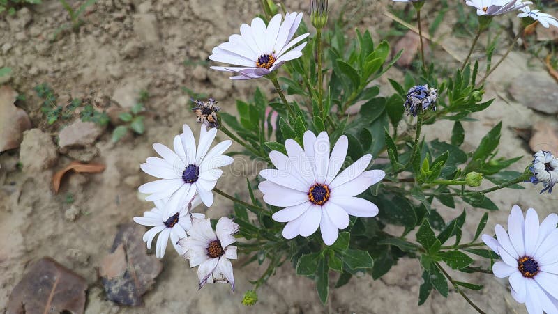 Species of Daisies for Your Flower Garden Stock Photo - Image of frame ...