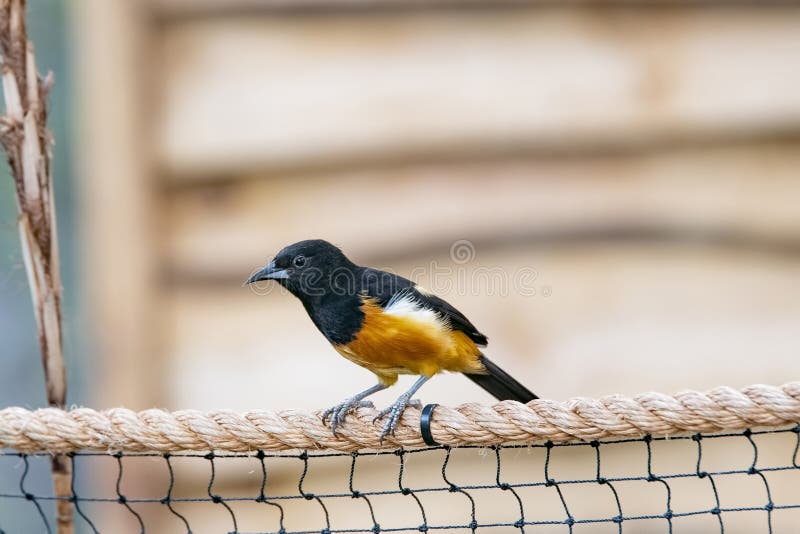 Montserrat Oriole Icterus Oberi on a Net.Selective Focus Stock Image ...