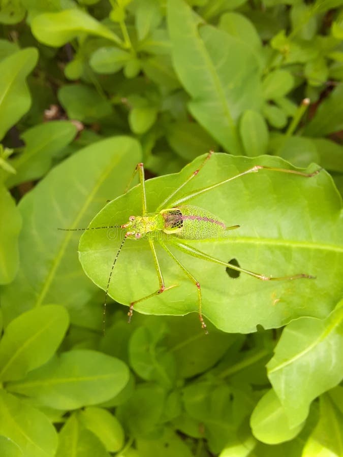 Species of insect on leaf stock photo. Image of species - 254535574
