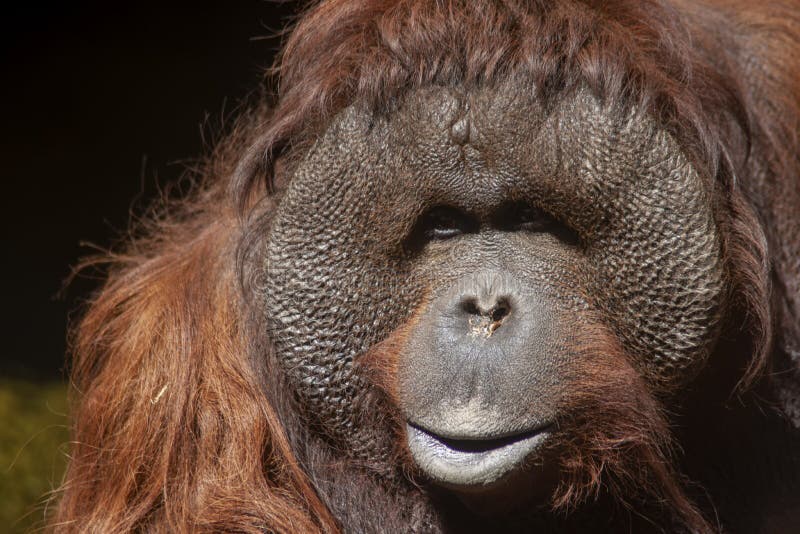 Species of Monkeys, Orangutan Stock Photo - Image of omnivorous, colors ...