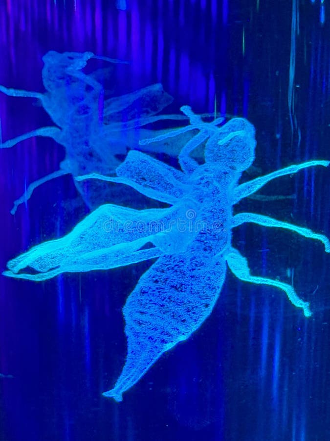 Species Sample Specimen at the Library Exhibit at the Museum of the ...