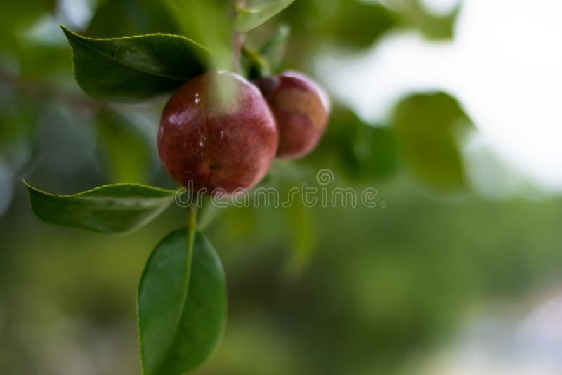 A species of small fruit stock image. Image of light - 188977799