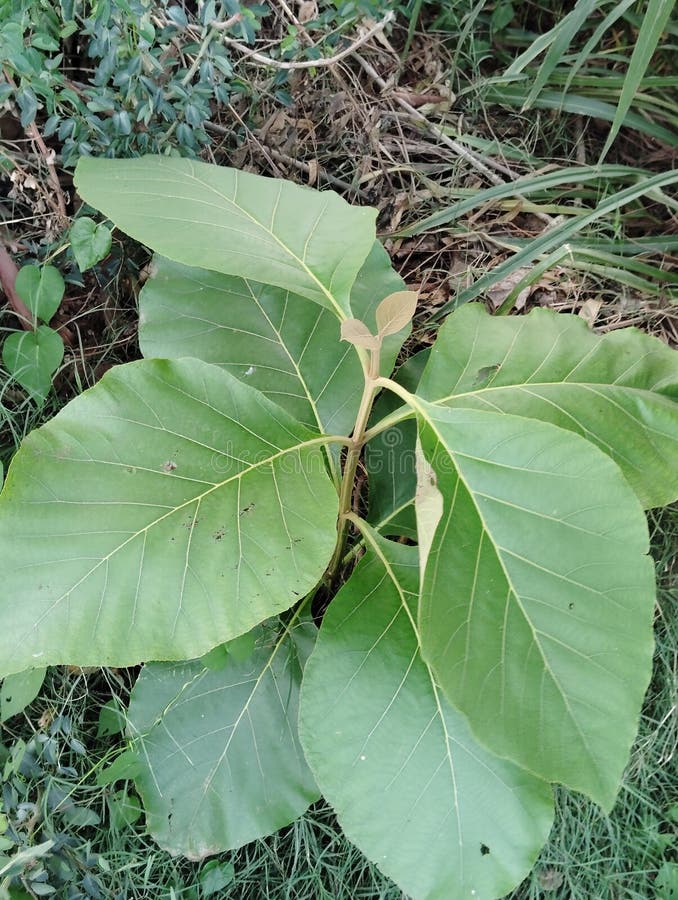 This is a Species of Tree Named Saguna Whose Leaves are Very Big and ...