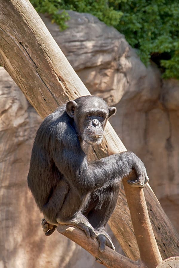 Species of Wild Animals in Captivity, Apes Stock Photo - Image of lives ...