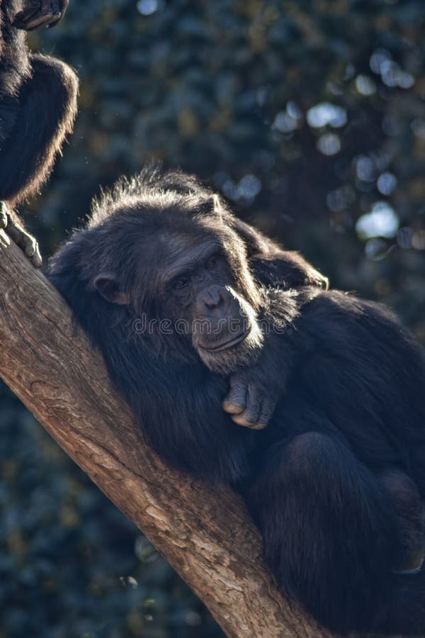 Species of Wild Animals in Captivity, Chimpanzees Stock Image - Image ...