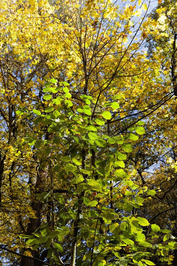 Specifics and Features of the Autumn Season Stock Photo - Image of leaf ...