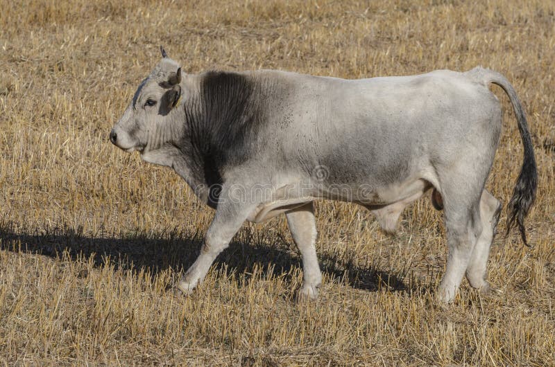 Specimen of Bull Grazing in the Countryside Stock Image - Image of ...