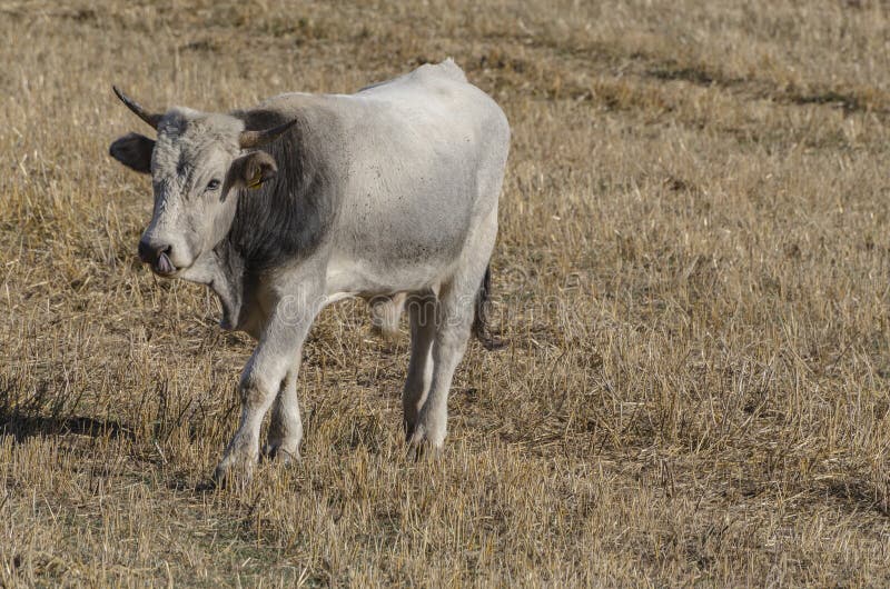 Specimen of Bull Grazing in the Countryside Stock Photo - Image of ...