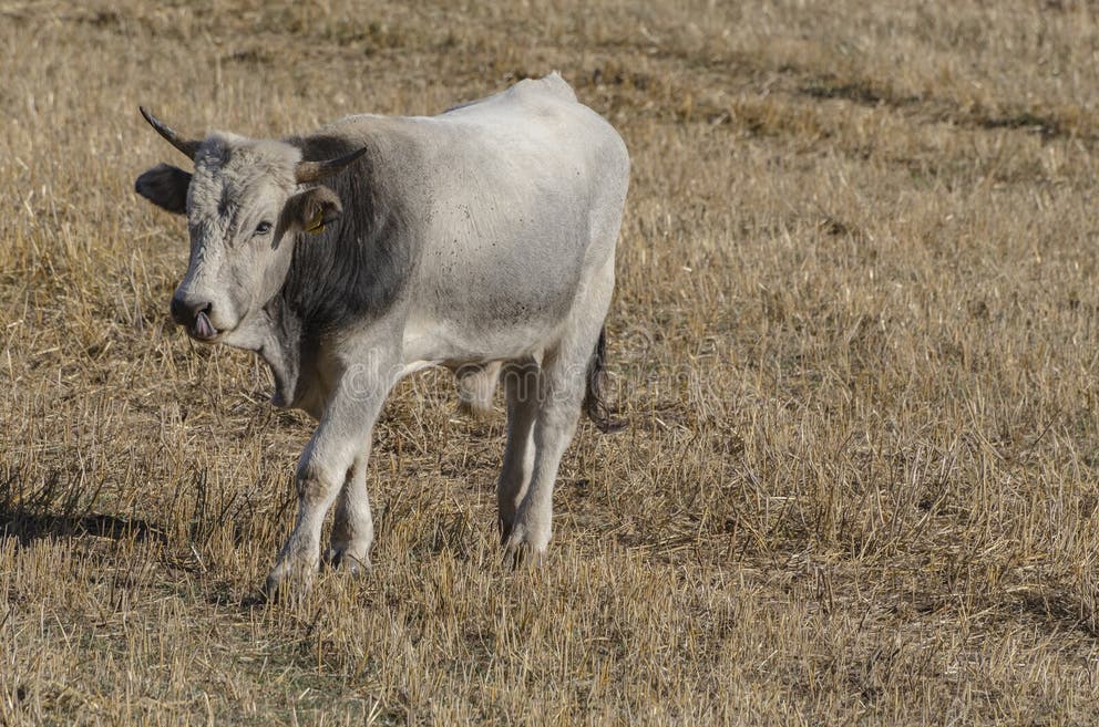 Specimen of Bull Grazing in the Countryside Stock Photo - Image of ...