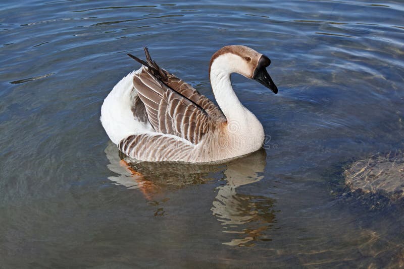 Specimen of chinese goose stock image. Image of bird - 193152569