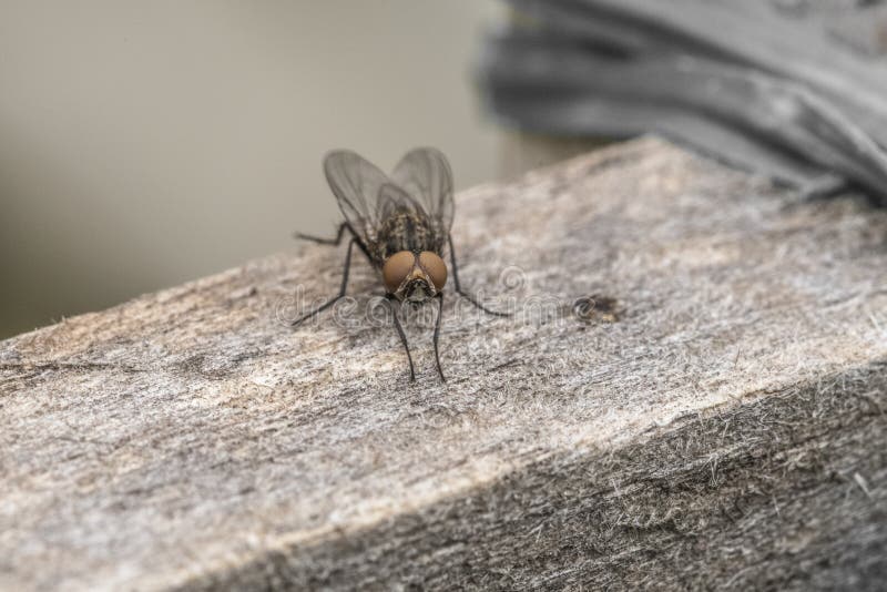 Specimen of Common Fly in the Foreground Stock Photo - Image of diptera ...
