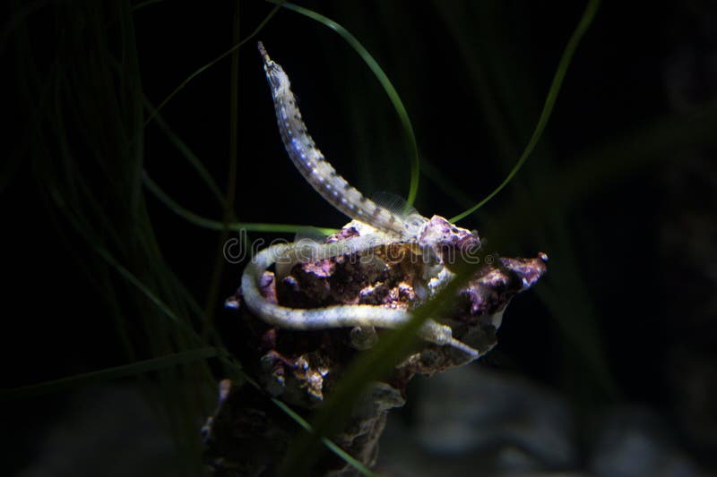 Scribbled Pipefish Stock Photos - Free & Royalty-Free Stock Photos from ...