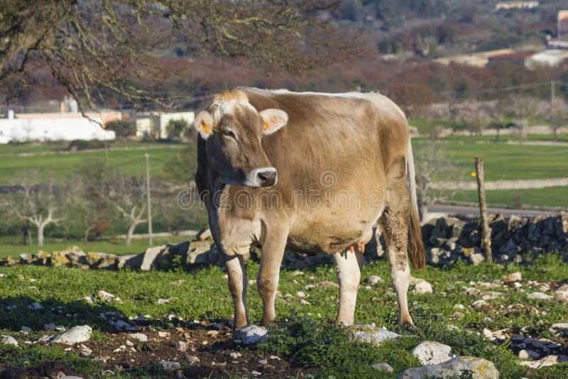 Cown And Bull On A Green Pasture Stock Photo - Image of food, meat ...
