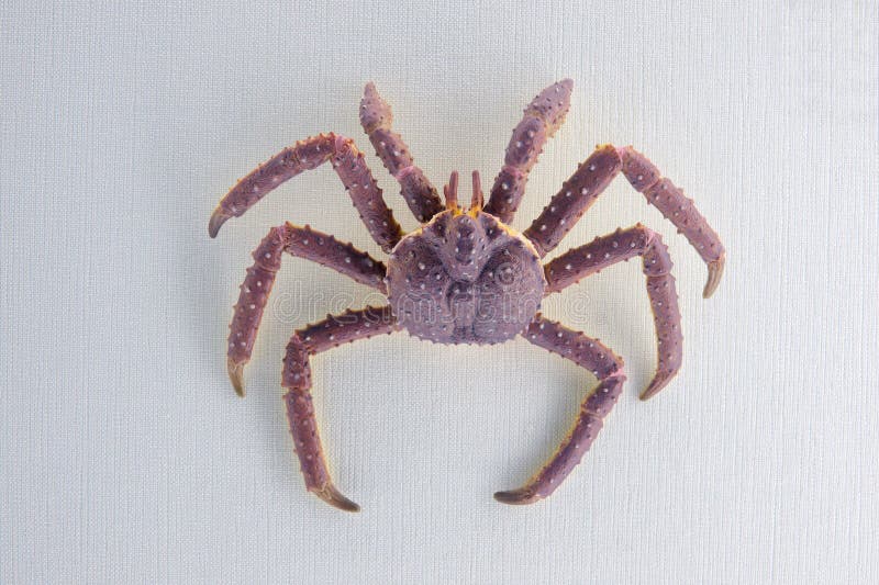 Crab stock photo. Image of wild, animal, crab, life - 297894876