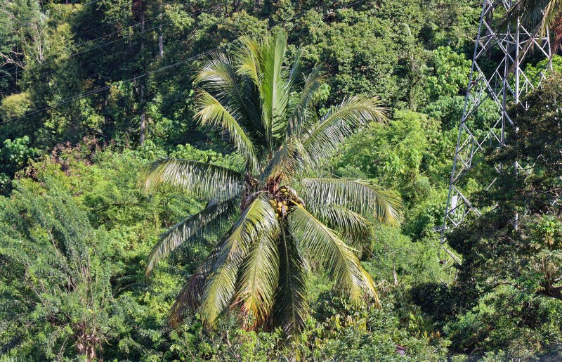 Specimen Example of a Coconut Tree Stock Photo - Image of tree, coconut ...