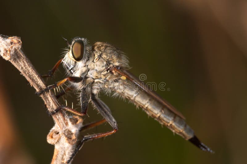 Killer Fly stock image. Image of small, winged, wing - 209206733