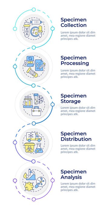 Specimen Lifecycle Infographic Vertical Sequence Stock Illustration ...