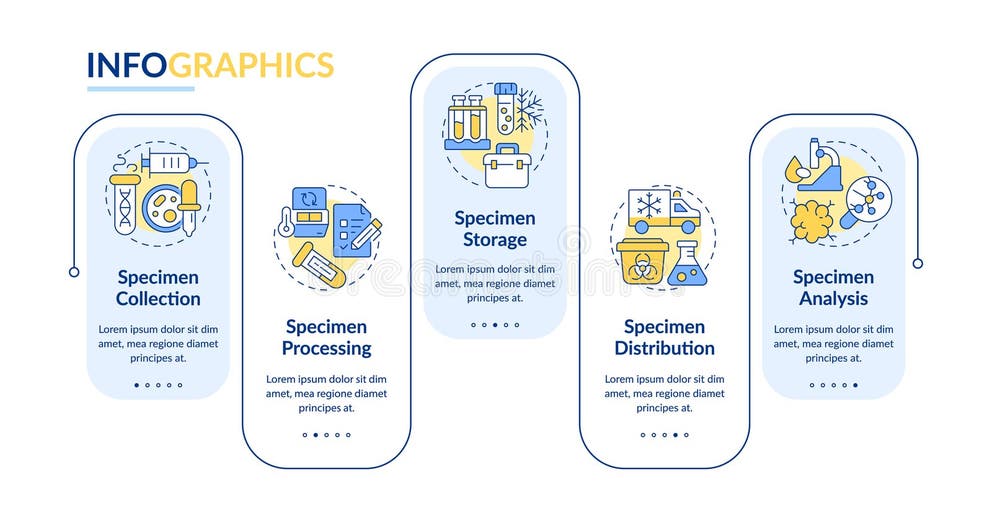 Specimen Lifecycle Rectangle Infographic Vector Stock Vector ...