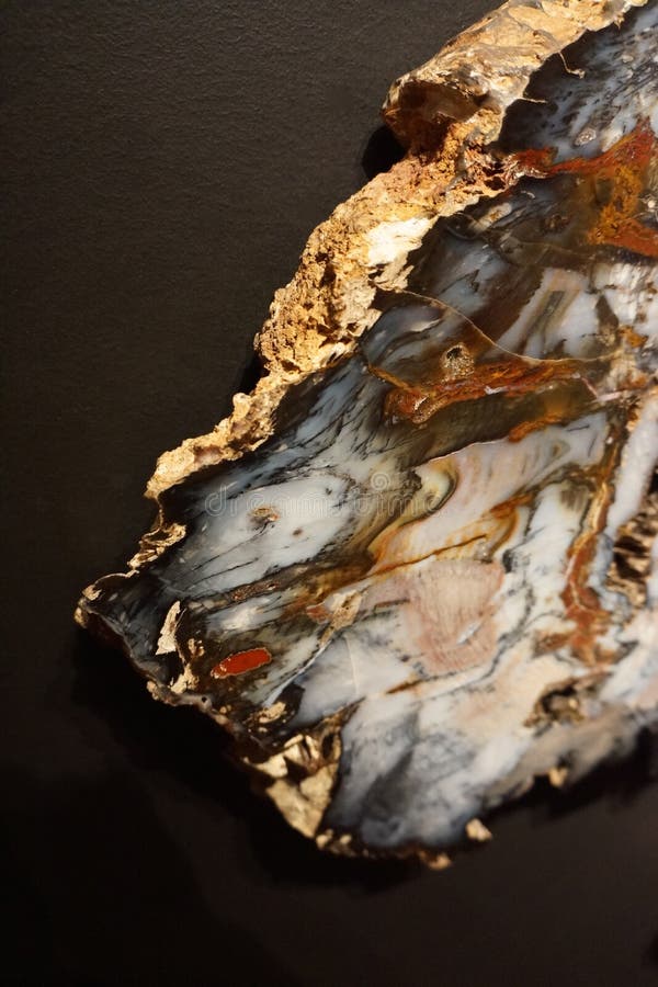Specimen of Petrified and Mineralized Wood Stock Image - Image of ...