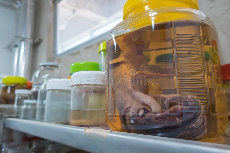 Specimen Jar with Preserved Legume Root Nodules and Bean Plant Leaves ...