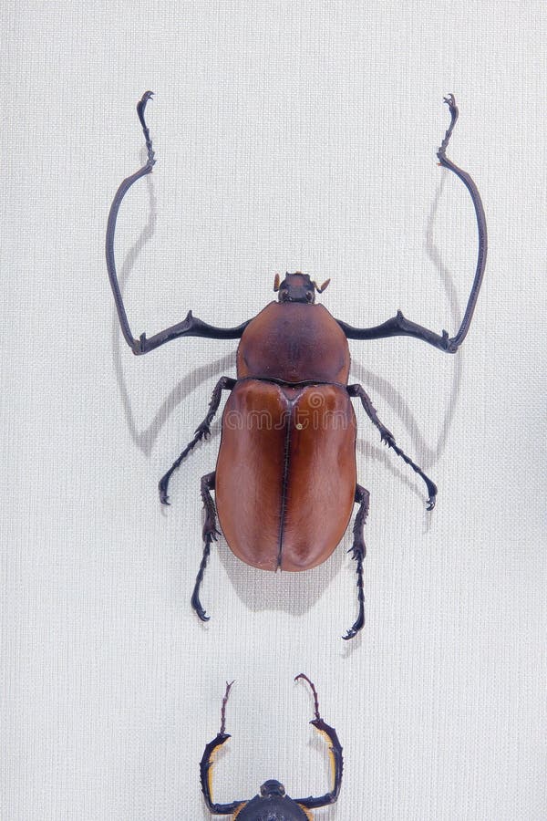 Scarabaeidae beetle stock image. Image of specimen, life - 297895141