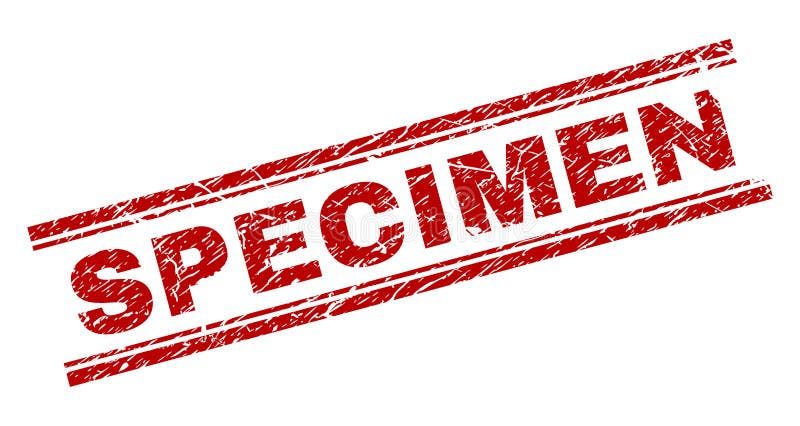 Scratched Textured SPECIMEN Stamp Seal Stock Vector - Illustration of ...