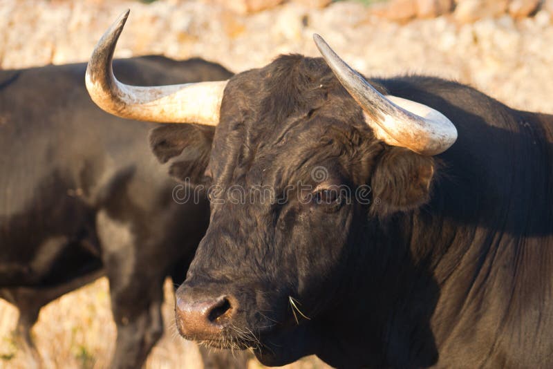 Fighting Bull Starting To Run. Breeding Stock Photo - Image of cattle ...