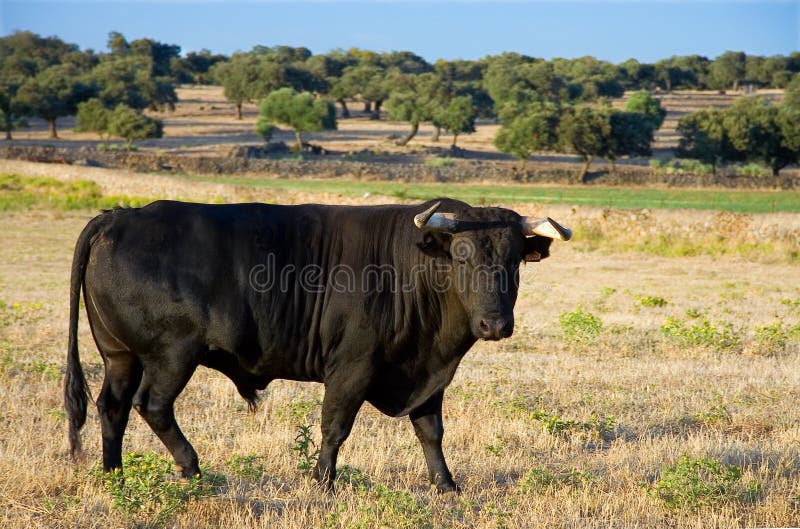 Fighting Bull Starting To Run. Breeding Stock Photo - Image of cattle ...