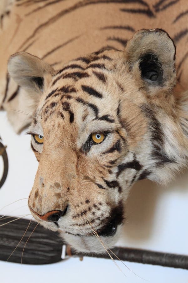 Specimen of a tiger s head stock photo. Image of tiger - 15225776