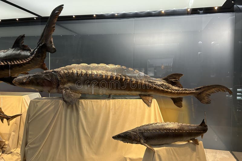 The Specimen of Two Chinese Sturgeon Stock Image - Image of amphibian ...