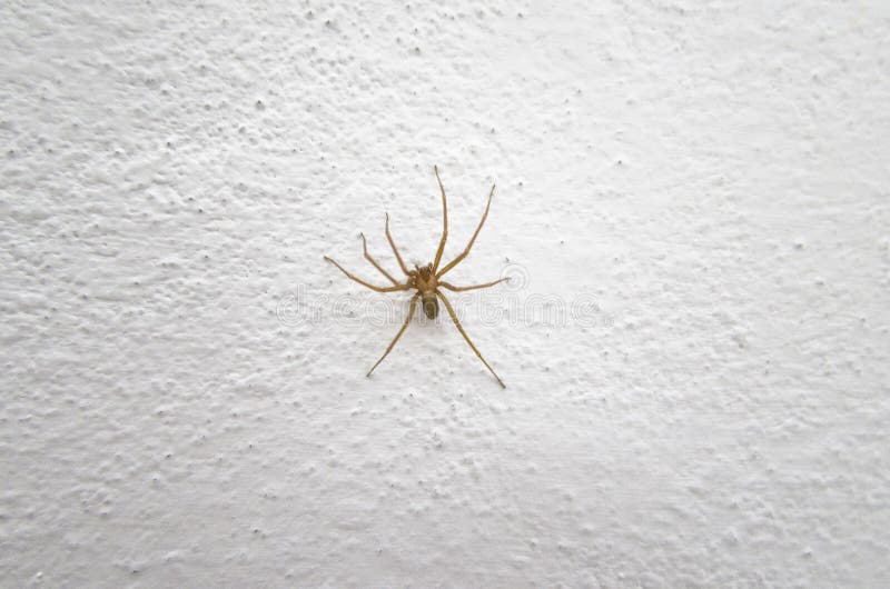 Specimen of Violin Spider within the Home Walls Stock Image - Image of ...