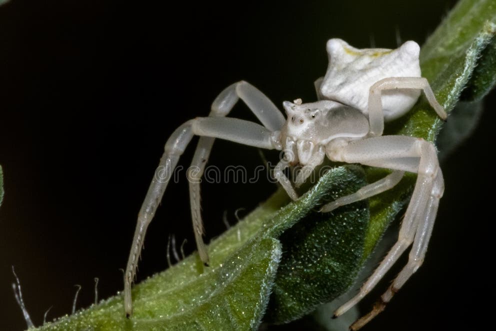 Specimen of White Crab Spider - Thomisus Onustus Thomisidae Stock Image ...