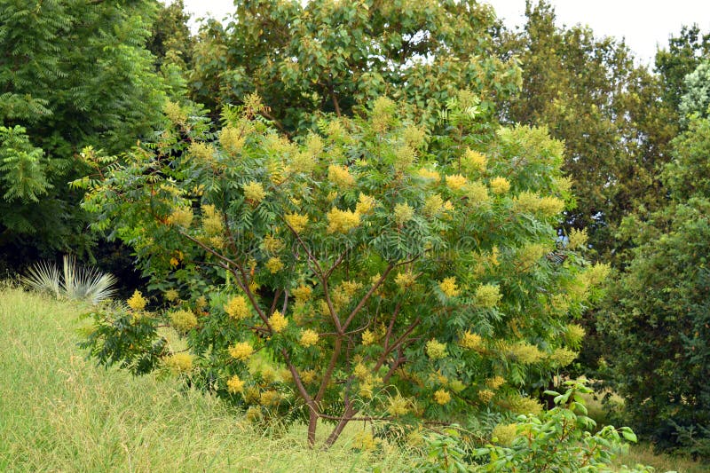 Specimen of Winged Sumac (Rhus Copallinum) Grown in a Park Stock Image ...