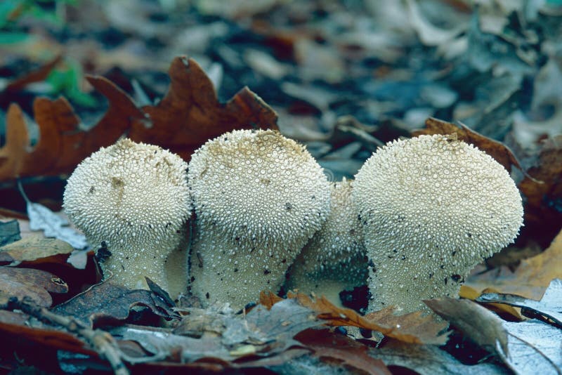 Balloon Mushroom Spores Stock Photos - Free & Royalty-Free Stock Photos ...