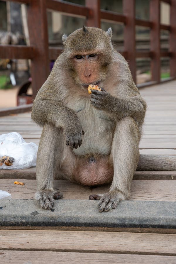 Angkor Wat, Siem Reap, Cambodia - 16 June, 2019: a Long-tailed Macaque ...