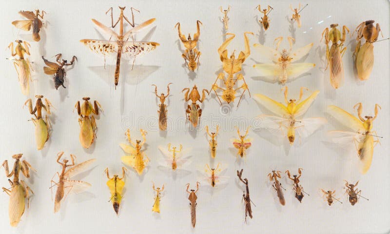 Mantodea insect stock photo. Image of wildlife, animal - 298104616