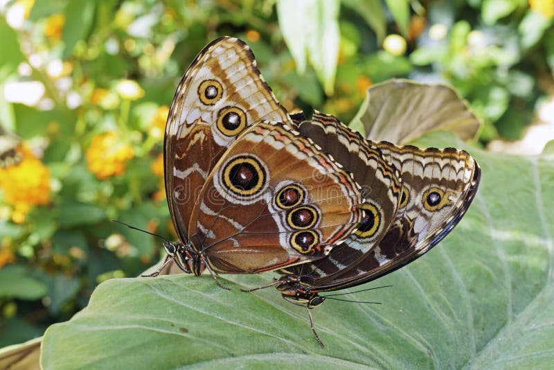 Specimens of Peleides Blue Morpho Butterflies in Mating Stock Photo ...