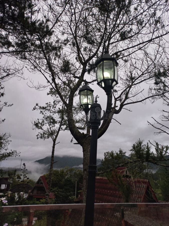 A Speck of Light in the Middle of the Forest after the Rain Wets the ...