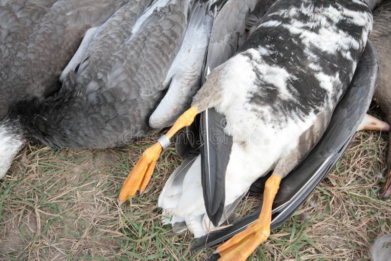 Speckle Belly Goose with Leg Band Stock Photo - Image of goose, speckle ...