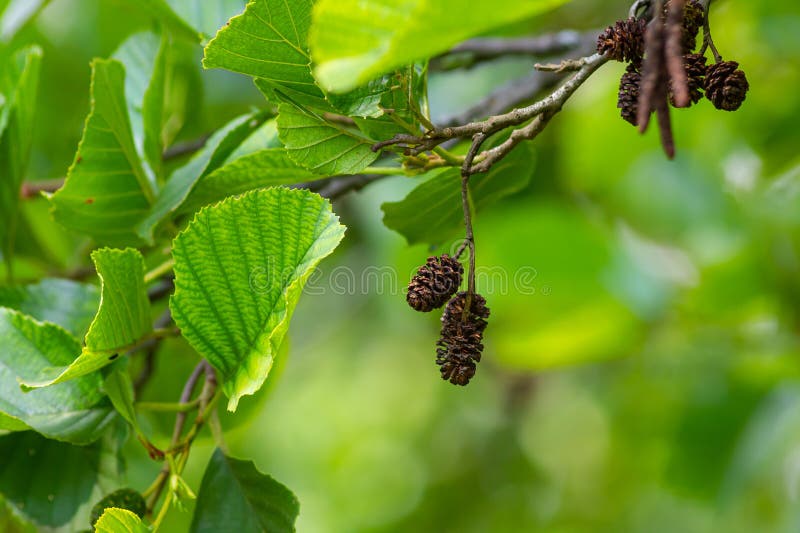 Speckled Alders Spread Their Seed through Cone-like Structures Stock ...