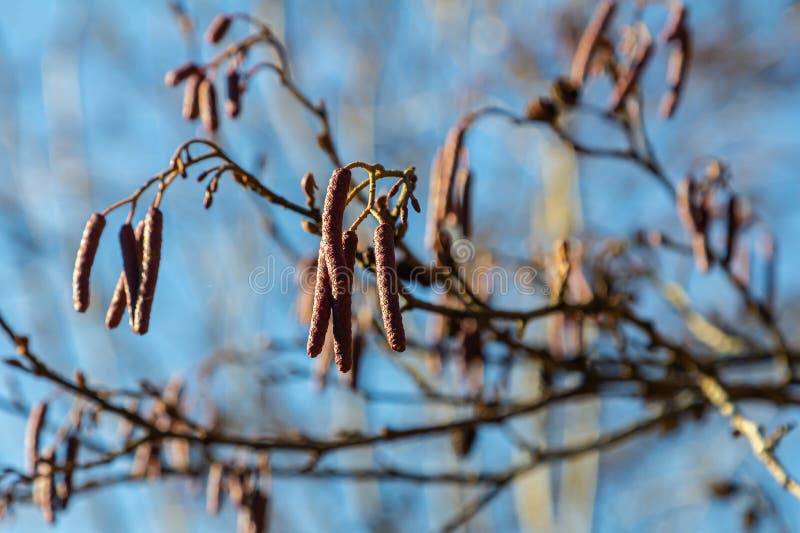 Speckled Alders Spread Their Seed through Cone-like Structures Stock ...